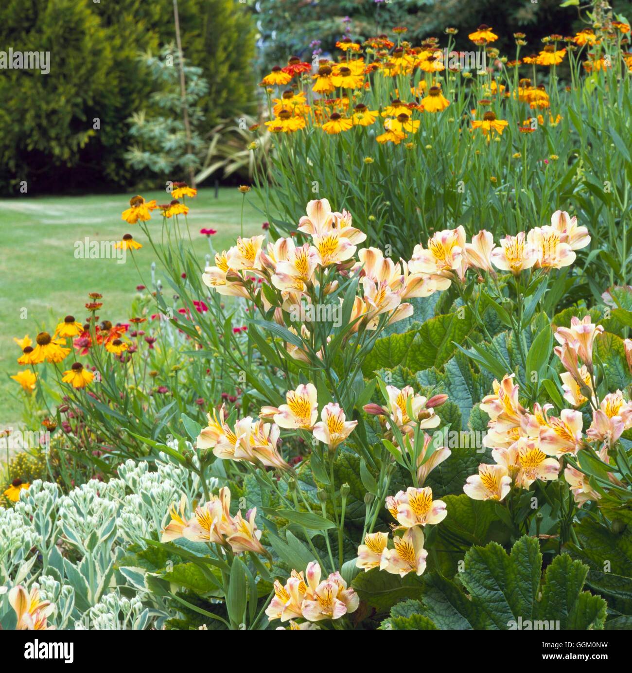 One Colour Border - Golden - with Alstromeria 'Princess Caroline ...