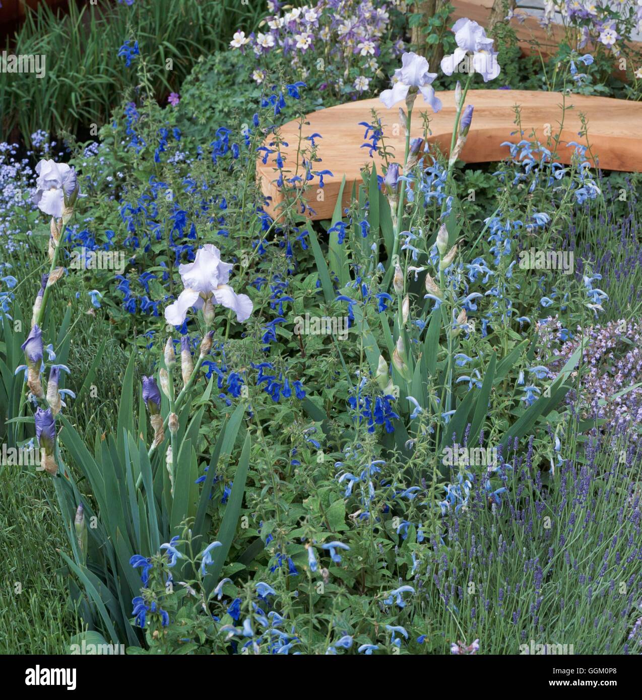 One Colour Border - Blue- - (Please credit: Photos Hort/designer Bunny ...