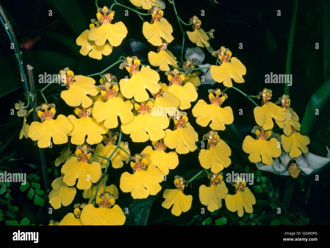Oncidium hi-res stock photography and images - Alamy