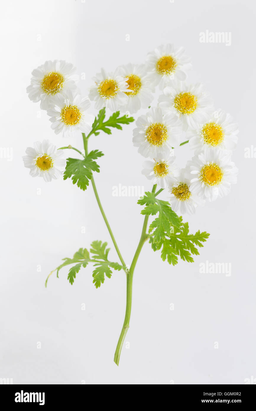 Closeup white chamomiles background hi-res stock photography and images ...
