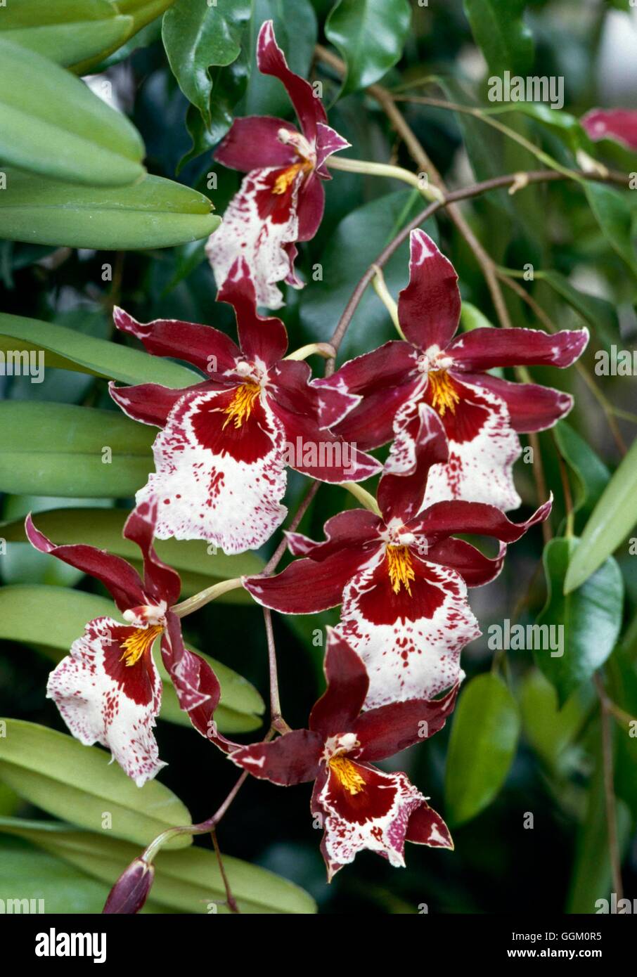 X Vuylstekeara - Cambria `Plush' ORC013961 Stock Photo - Alamy