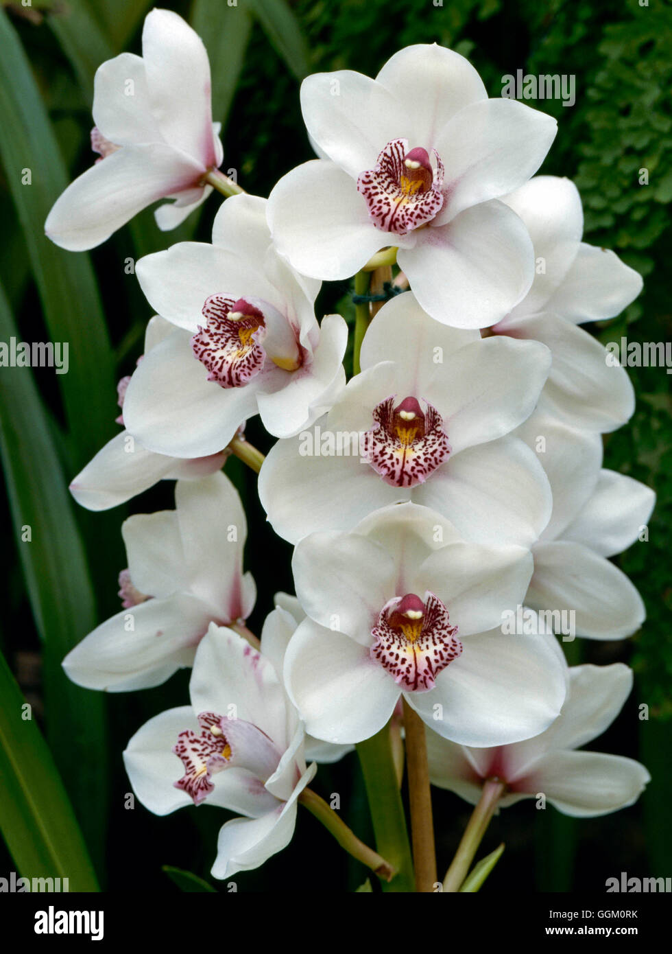 Cymbidium hybrid - (Fred Stewart x Palomar) ORC033250 Stock Photo - Alamy