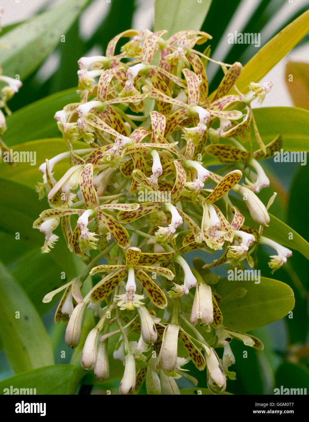 Cristatum hi-res stock photography and images - Alamy