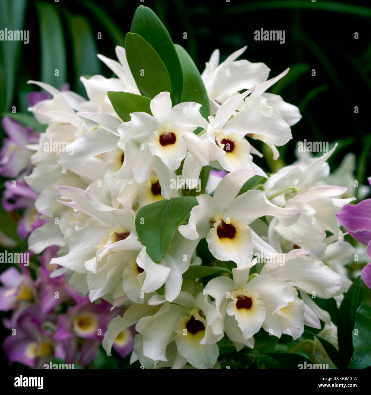 Dendrobium nobile hi-res stock photography and images - Alamy
