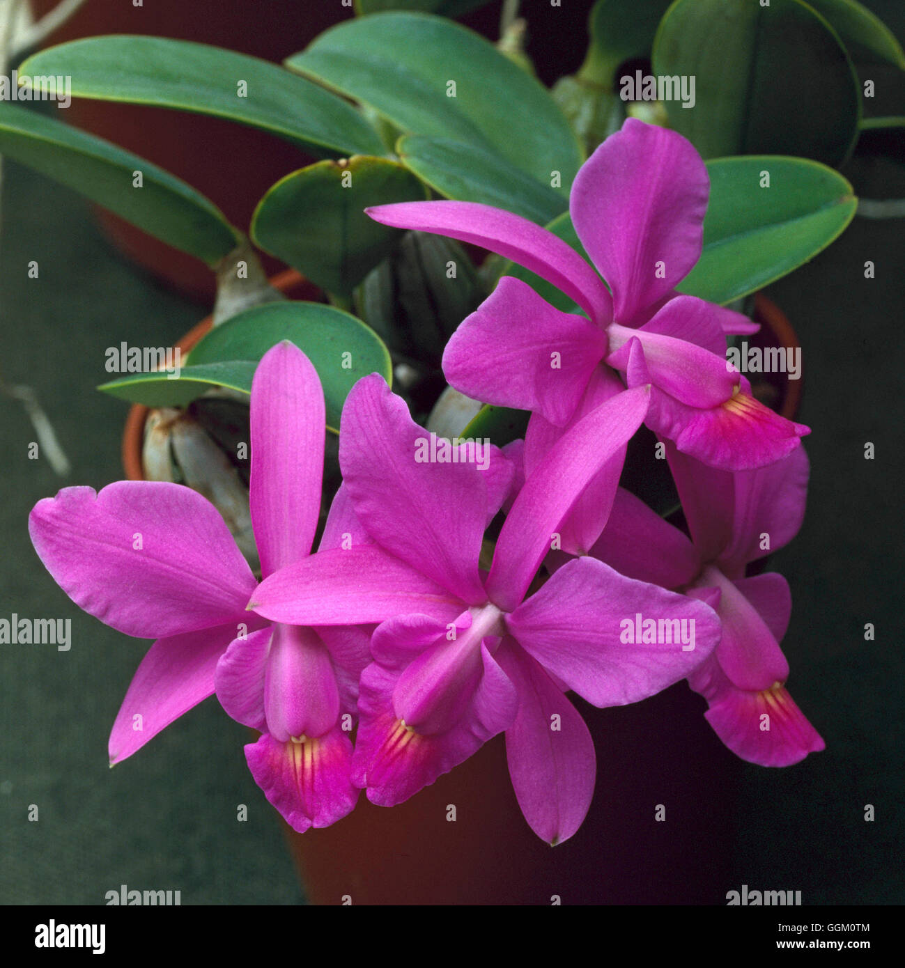 Cattleya Walkeriana ORC059070 Stock Photo - Alamy