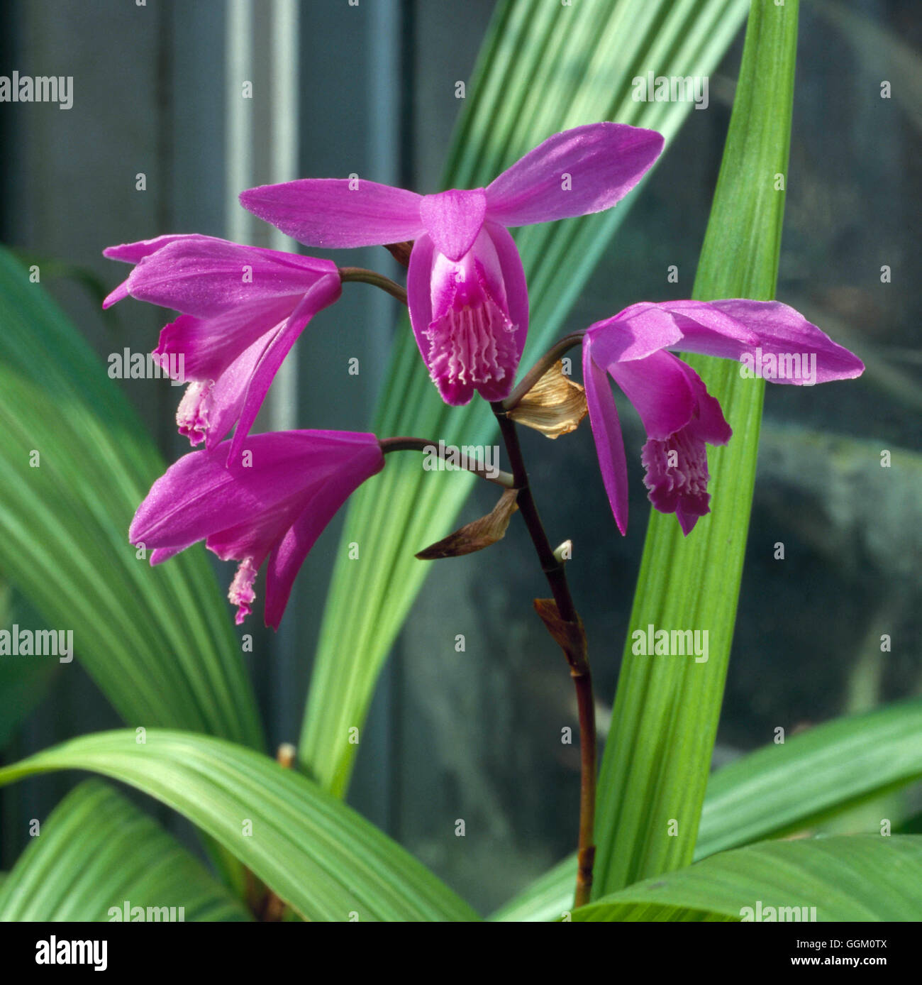 Bletilla striata ORC060414 Stock Photo - Alamy