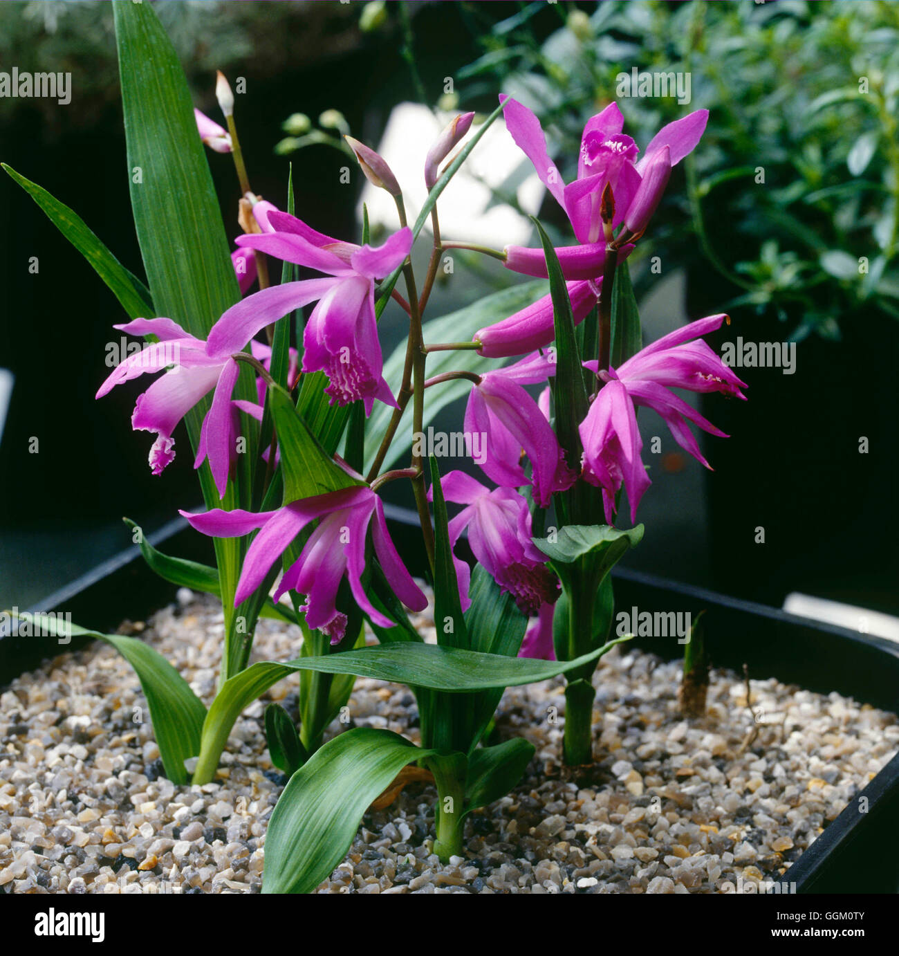 Bletilla hi-res stock photography and images - Alamy