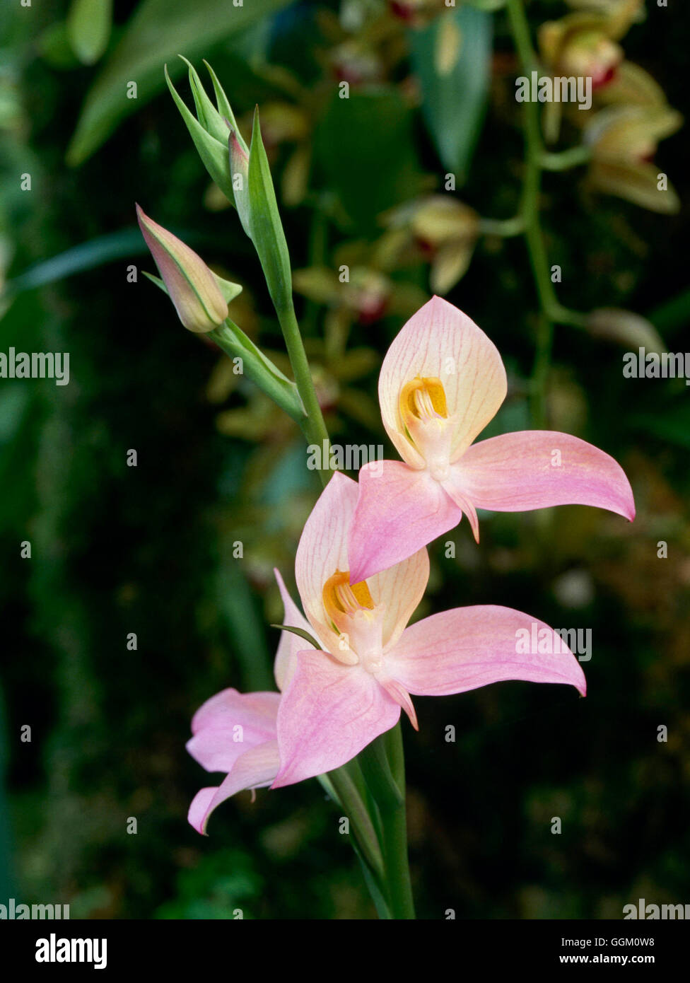 Inca Princess High Resolution Stock Photography and Images - Alamy