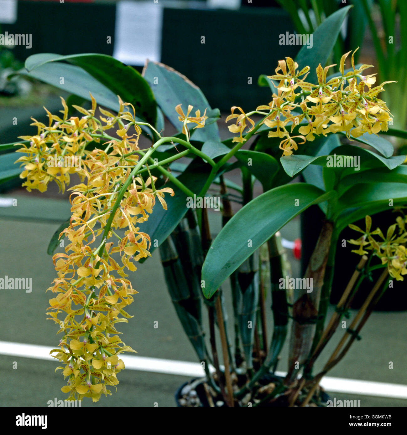Epidendrum stamfordianum ORC060459 Stock Photo - Alamy