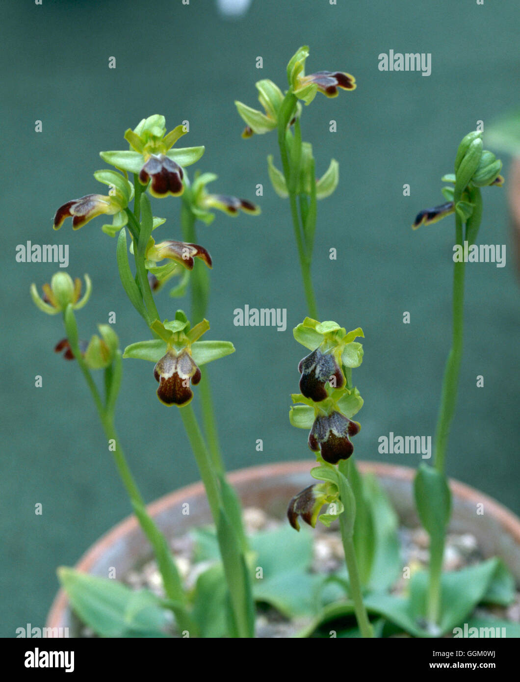 Ophrys fusca ORC060488 Stock Photo - Alamy