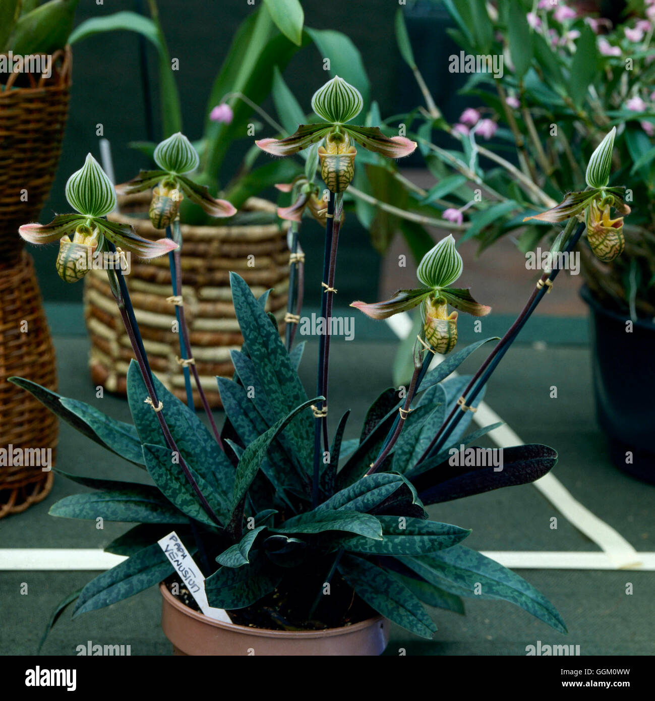 Paphiopedilum Venustum High Resolution Stock Photography and Images - Alamy