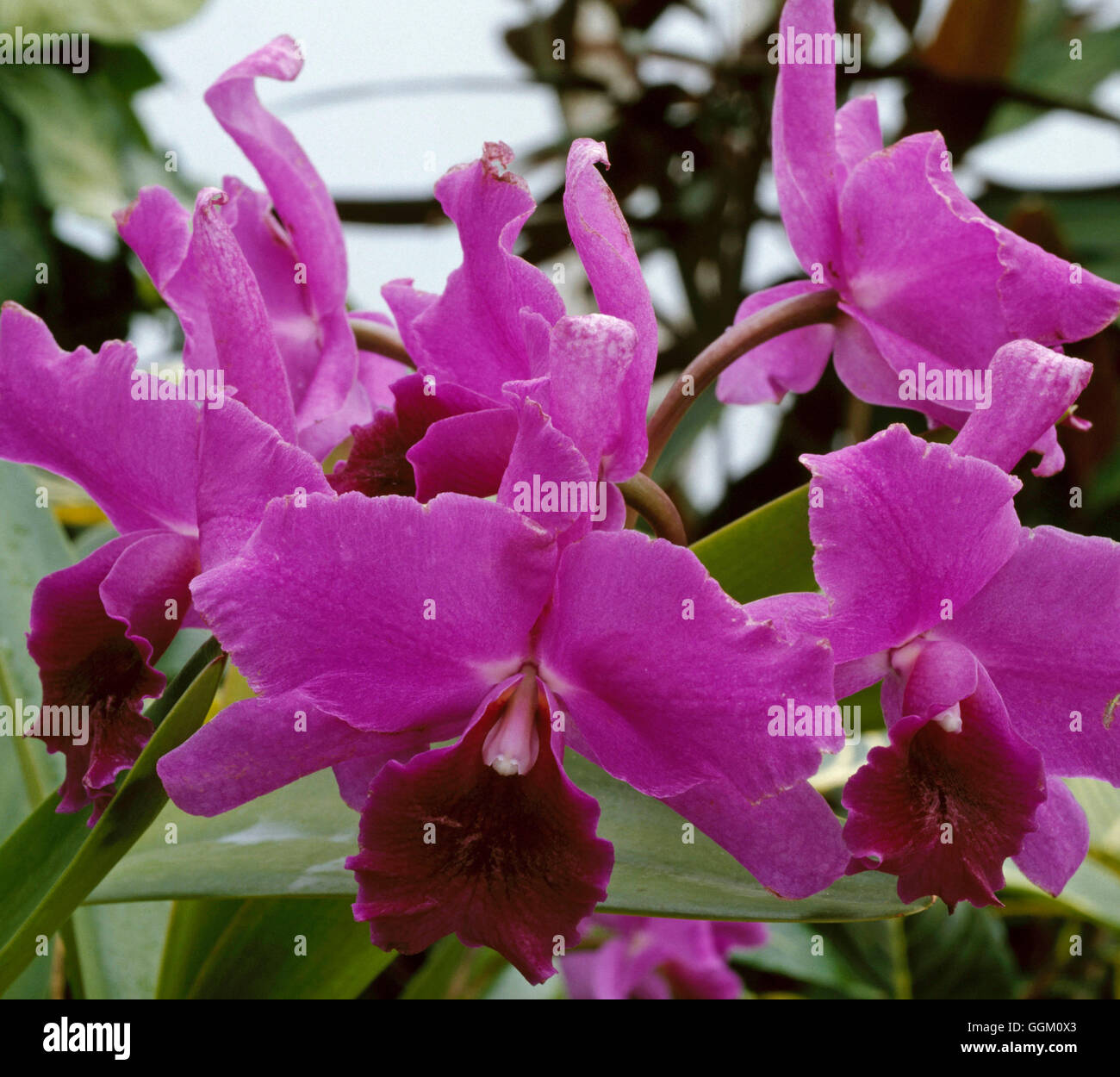 Mollytyler hi-res stock photography and images - Alamy