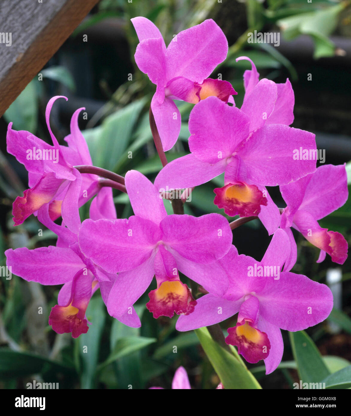 Portia hi-res stock photography and images - Alamy