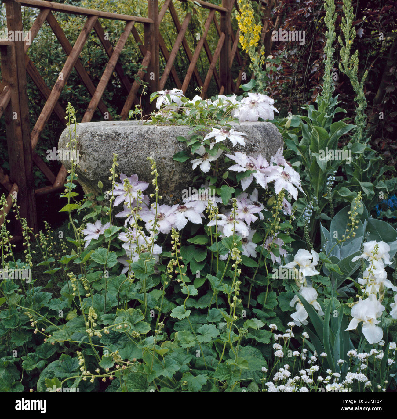 Ornament - enhanced with Clematis `Blue Moon' - (Please credit: Photos ...