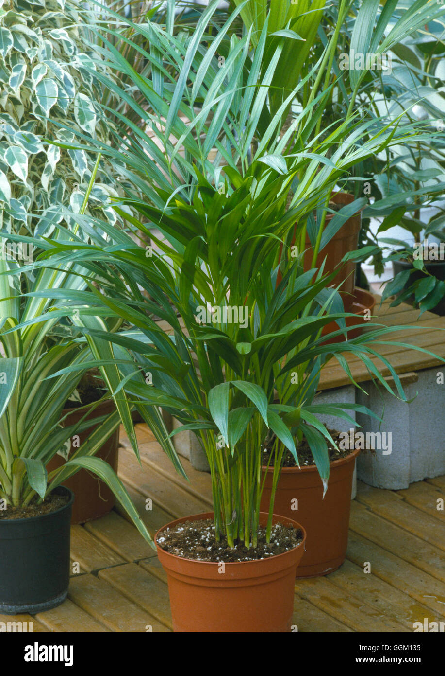 Howea Forsteriana Stock Photos & Howea Forsteriana Stock Images - Alamy