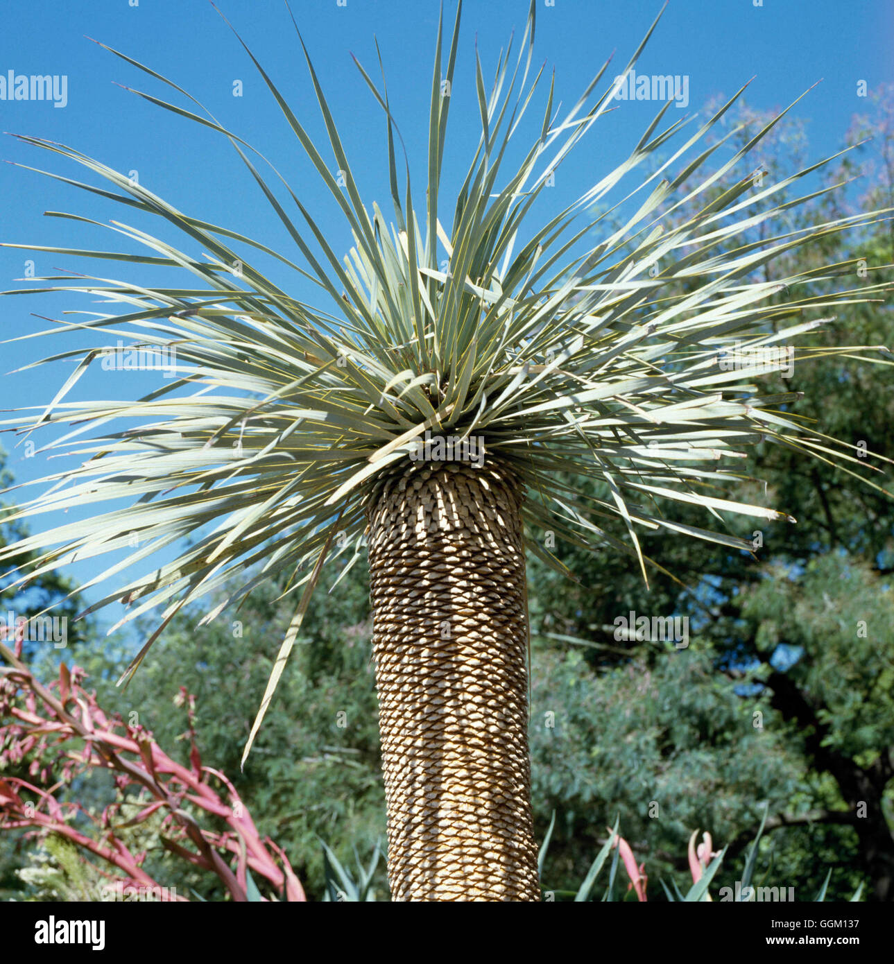 Yucca yucca rostrata hi-res stock photography and images - Alamy