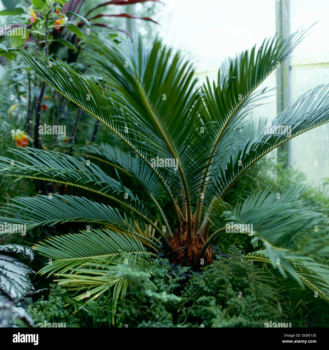 Cycas revoluta houseplant hi-res stock photography and images - Alamy