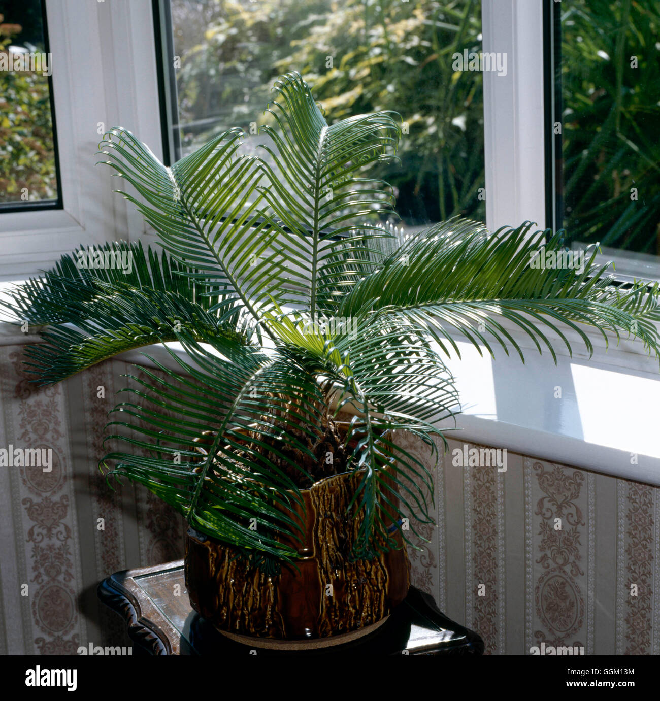Cycas revoluta houseplant hi-res stock photography and images - Alamy