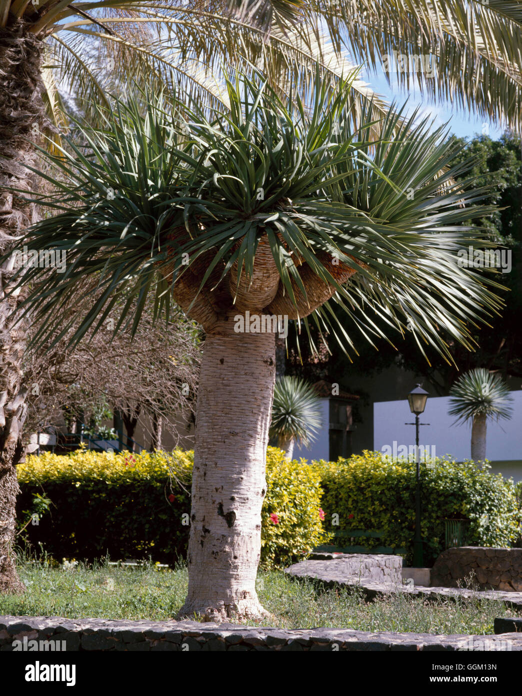 Draco hi-res stock photography and images - Alamy