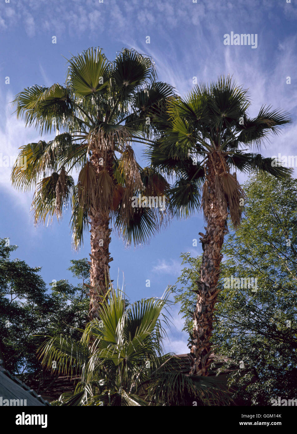 Washingtonia robusta - Skyduster ""Mexican Washingtonia""" PAL106232 /P ...