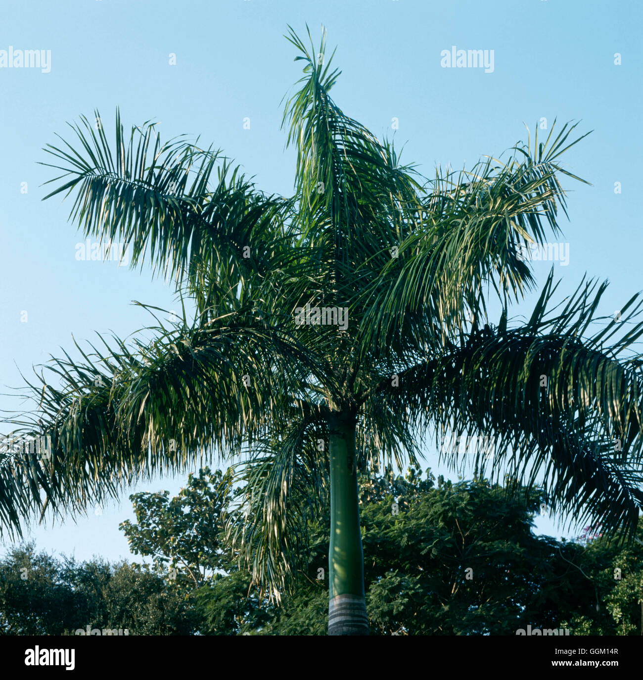 Roystonea regia PAL106958 Stock Photo - Alamy