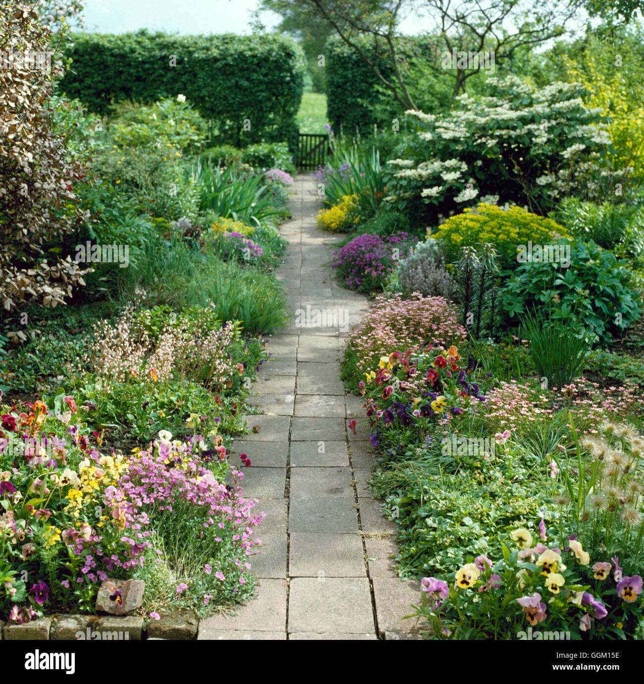 Path - of old flagstones through cottage garden. PAP017476 Stock Photo ...