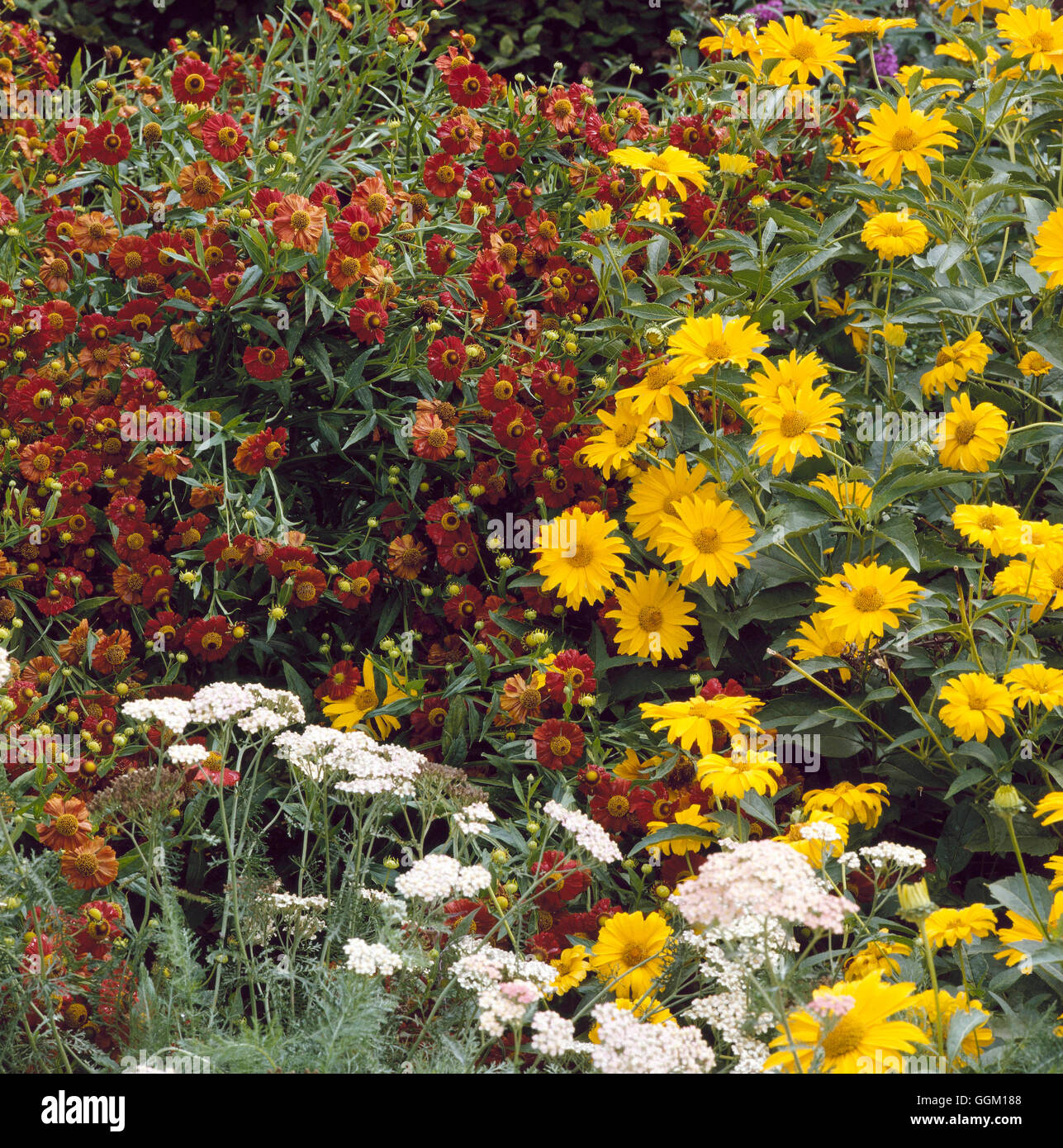 Plant Association - with Heliopsis helianthoides `Light of Loddon ...