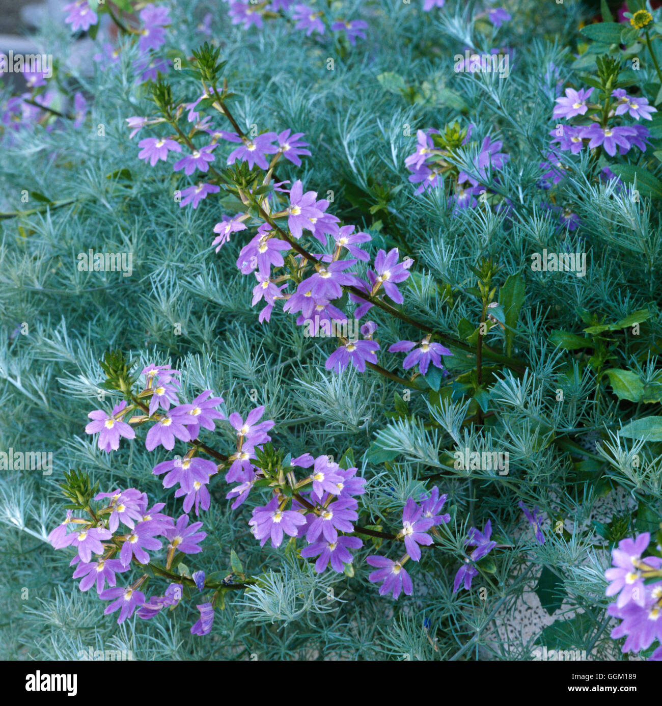 Scaveola hi-res stock photography and images - Alamy