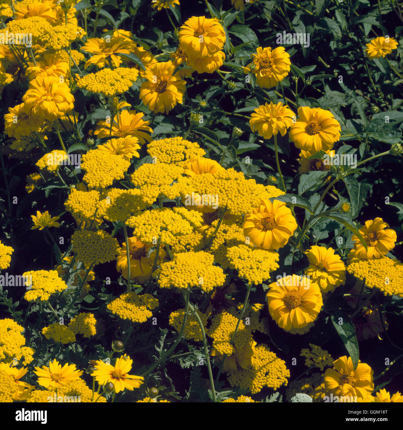 Plant Association - with Achillea `Coronation Gold' amongst Heliopsis ...