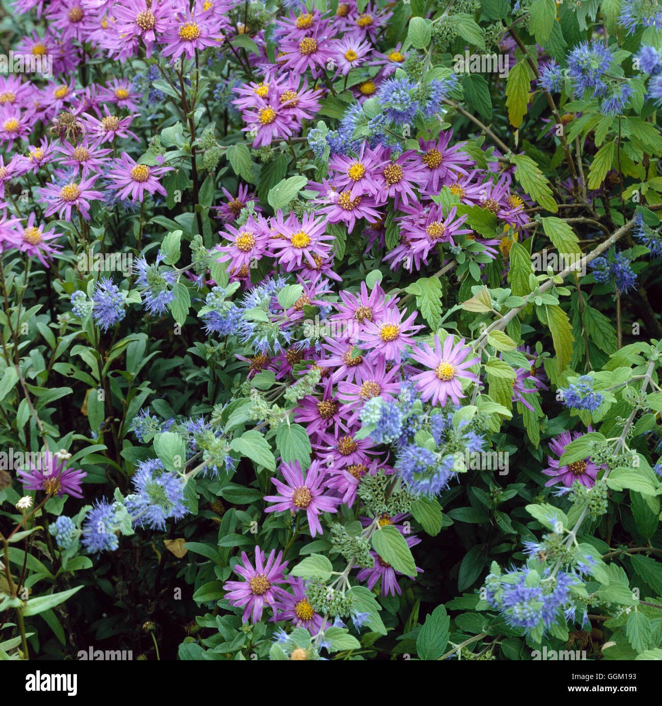 Aster amellus lady hindlip hi-res stock photography and images - Alamy
