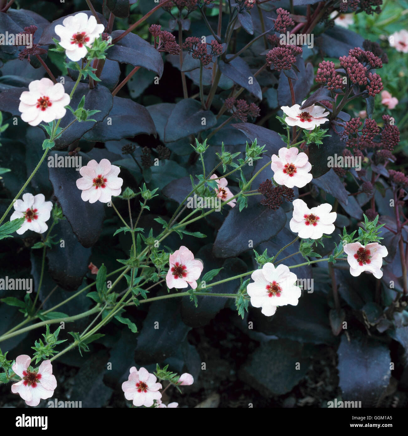Potentilla x hopwoodiana hi-res stock photography and images - Alamy