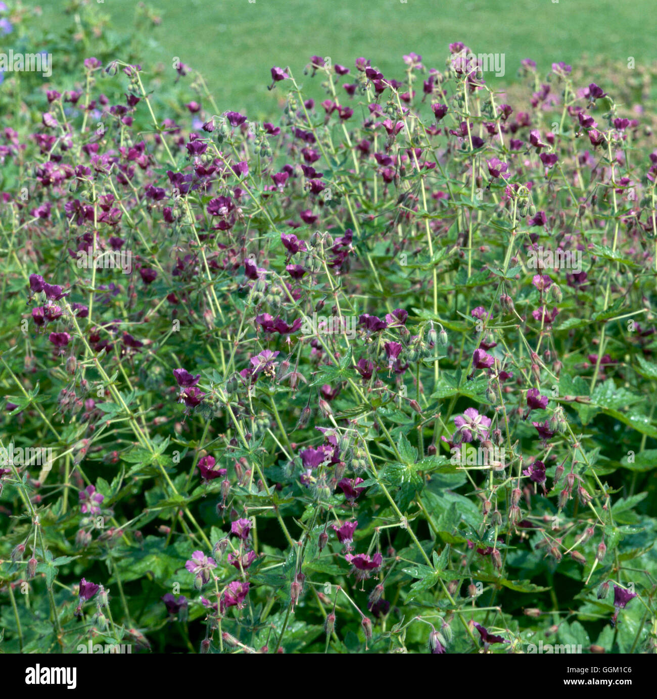 Geranium x monacense PER001259 Stock Photo - Alamy
