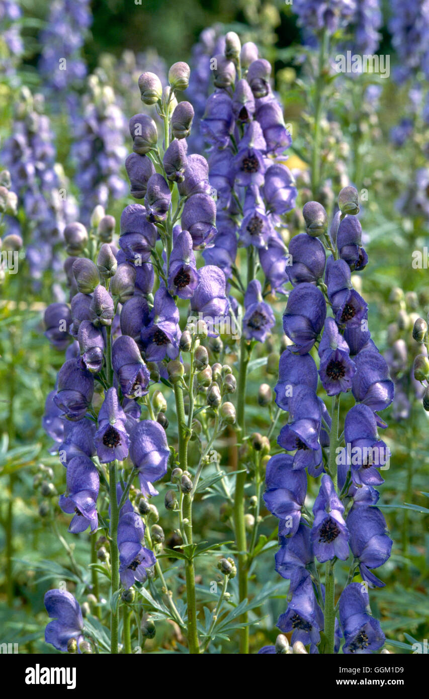 Aconitum ferox hi-res stock photography and images - Alamy