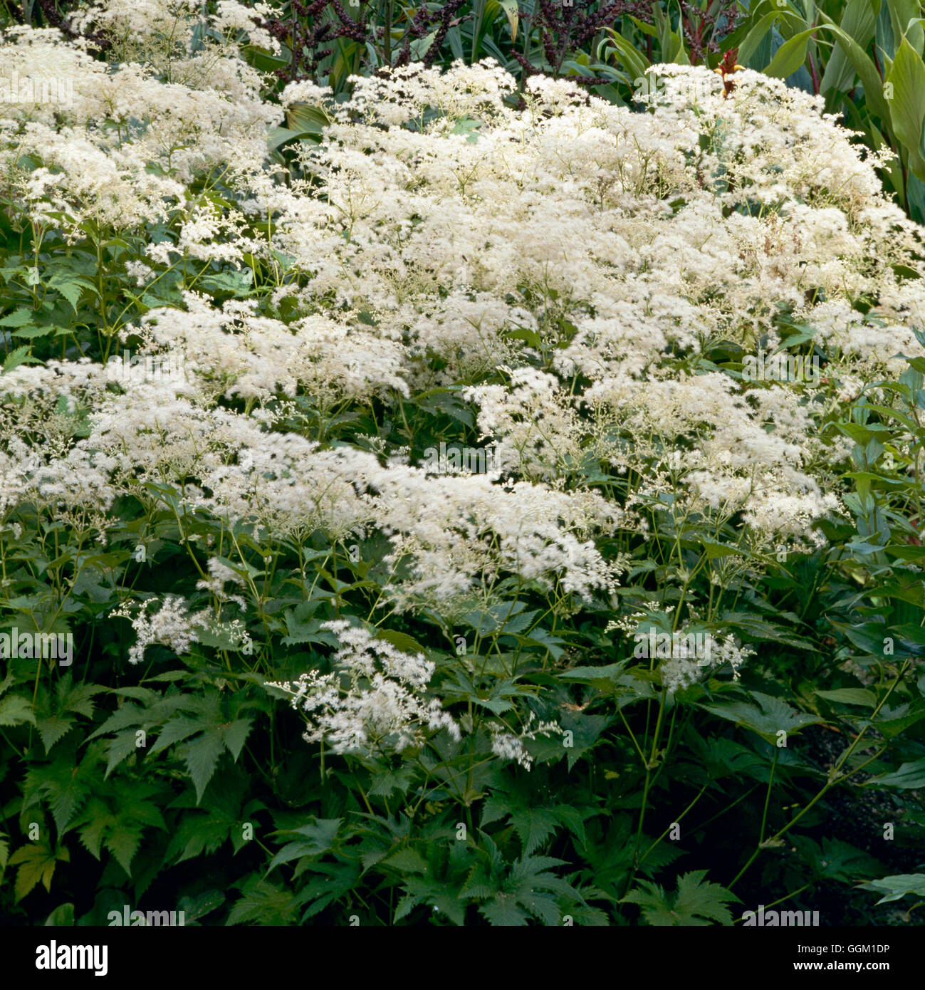 Palmata hi-res stock photography and images - Alamy