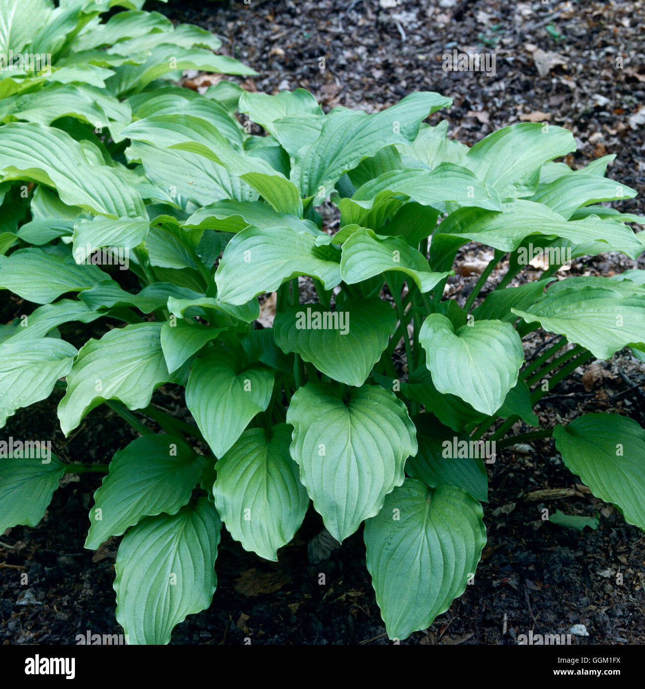 Hosta honeybells hi-res stock photography and images - Alamy