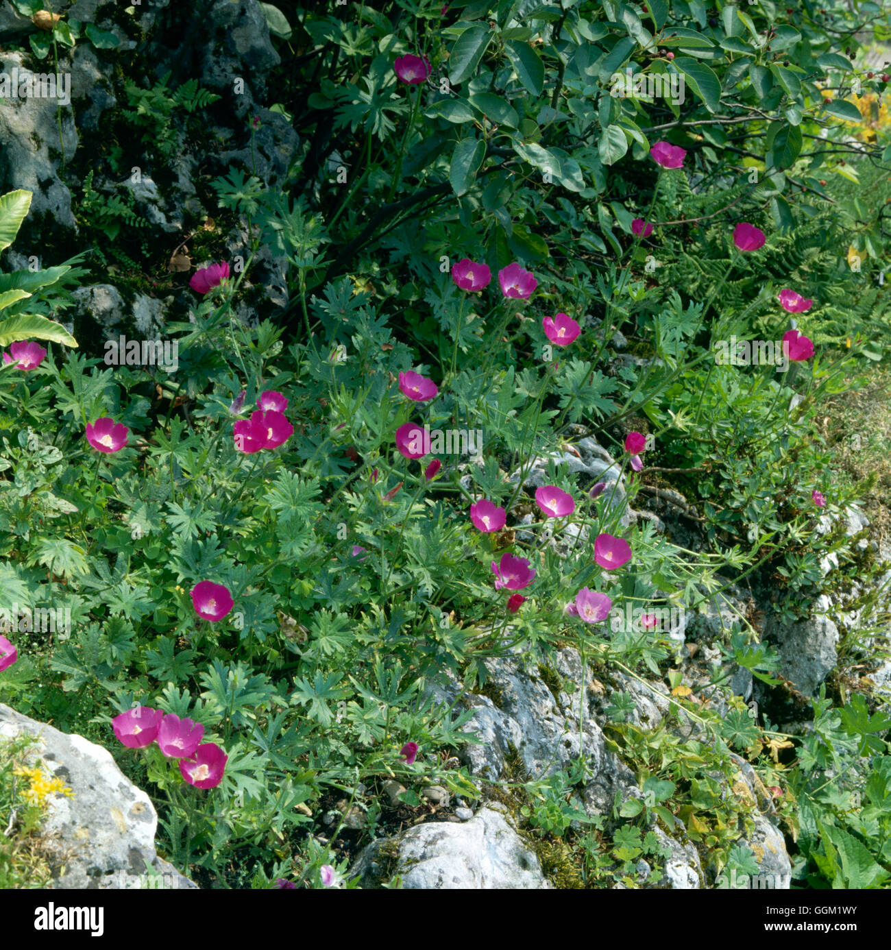Callirhoe involucrata - Buffalo Rose PER034277 Stock Photo - Alamy