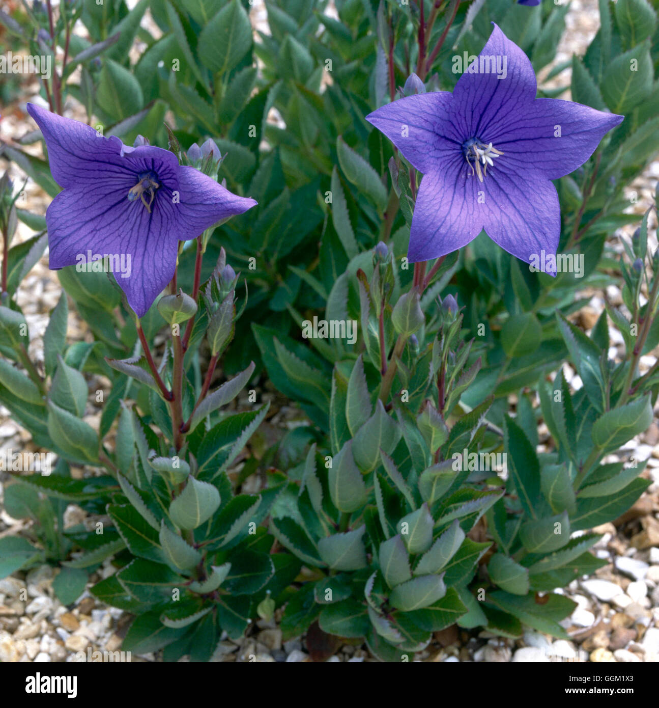 Balloonflower hi-res stock photography and images - Alamy