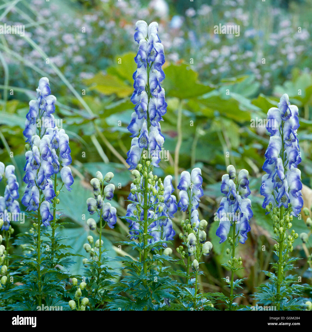 Aconitum - `Blue Sceptre' PER051467 Stock Photo - Alamy