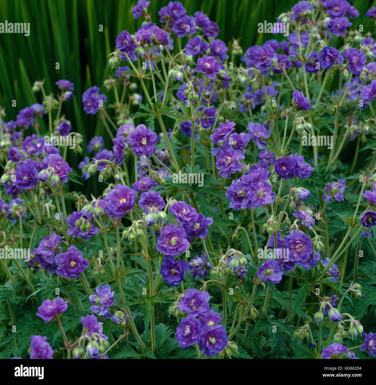 Geranium violaceum plenum hi-res stock photography and images - Alamy