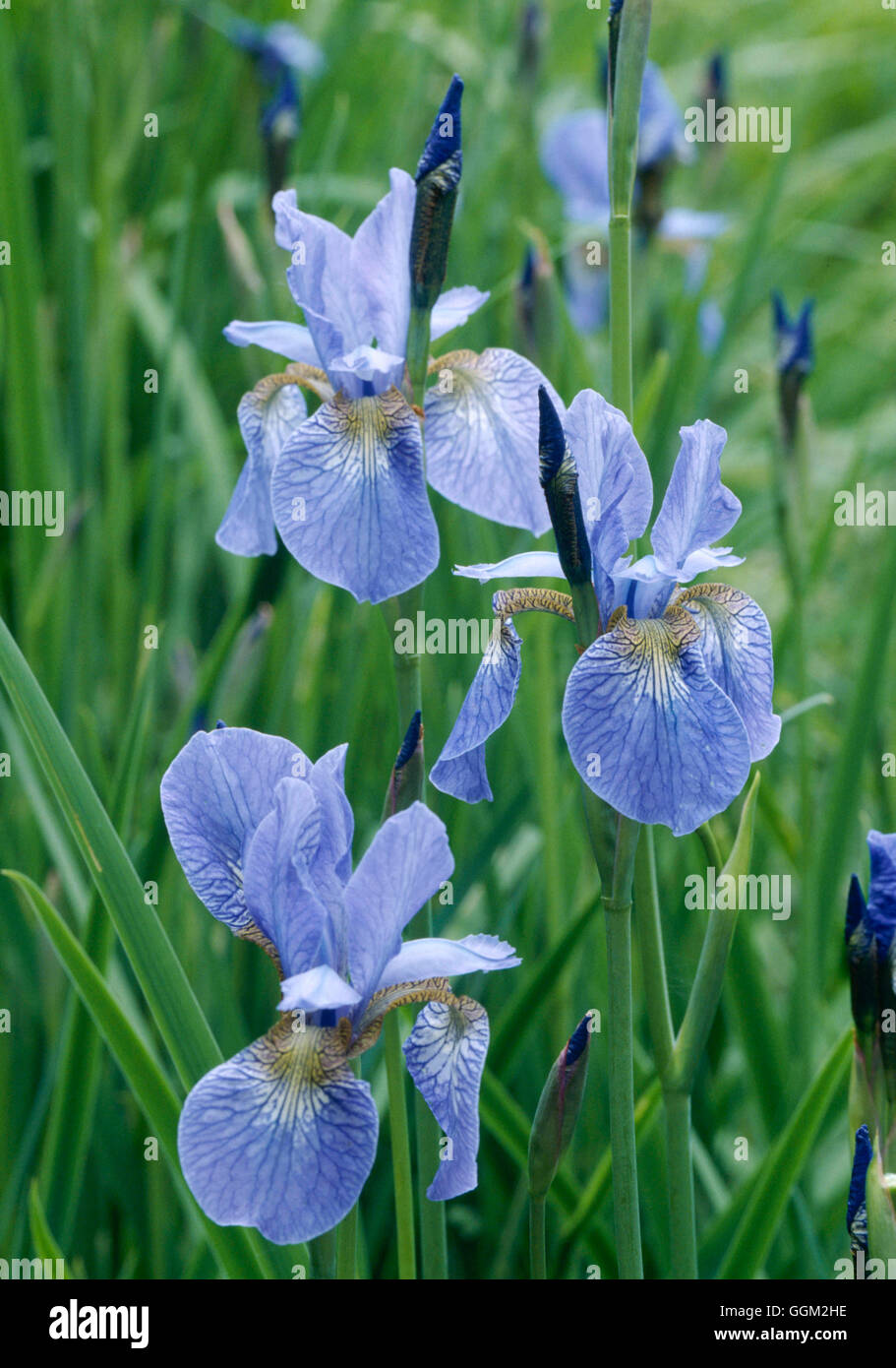 Siberian Iris Perrys Blue High Resolution Stock Photography and Images ...