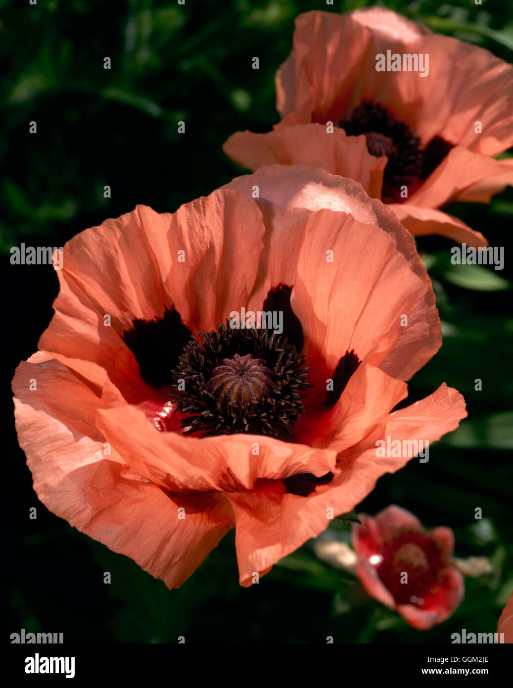 Papaver orientale - `Mrs Perry' PER074190 Stock Photo - Alamy