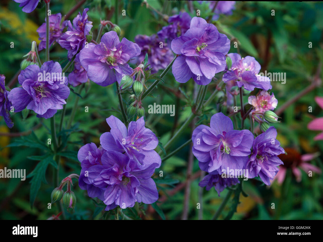 GERANIUM PRATENSE PLENUM VIOLACEUM" AGM Date: 18/08/2008 PER076059 ...