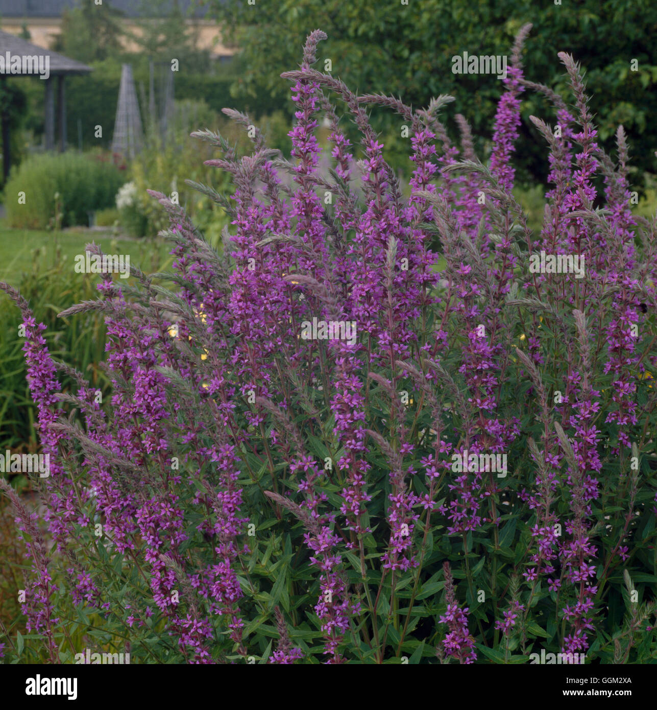 LYTHRUM ALATUM large patch in border Date: 18/08/2008 PER088065 Stock ...