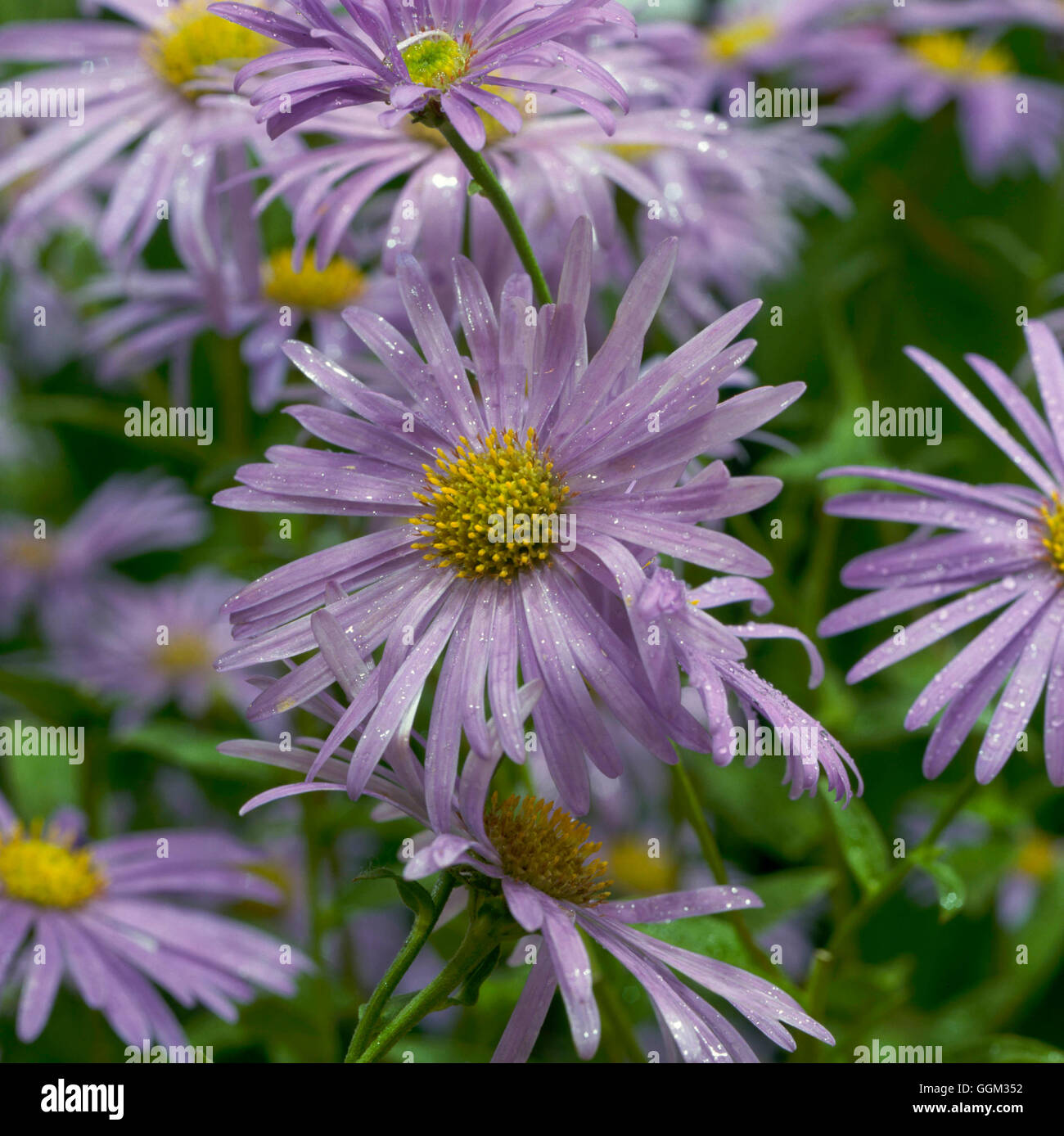 Aster x frikartii monch hi-res stock photography and images - Alamy