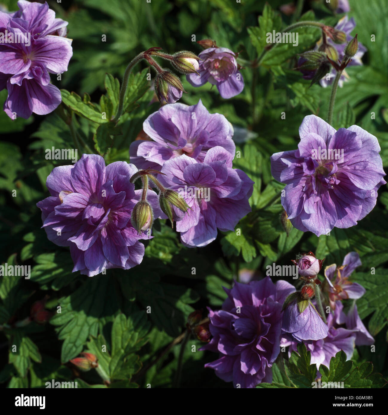 Geranium violaceum plenum hi-res stock photography and images - Alamy