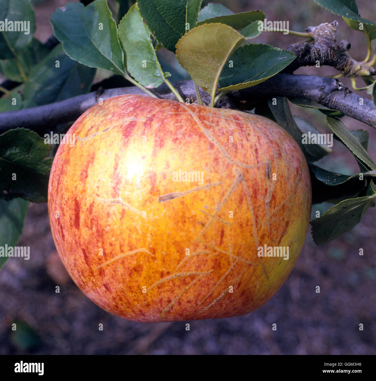 Fruit pests hi-res stock photography and images - Alamy