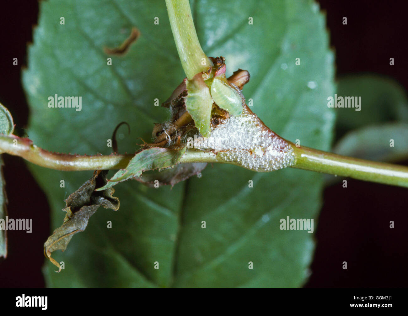 Commonfroghopper hi-res stock photography and images - Alamy