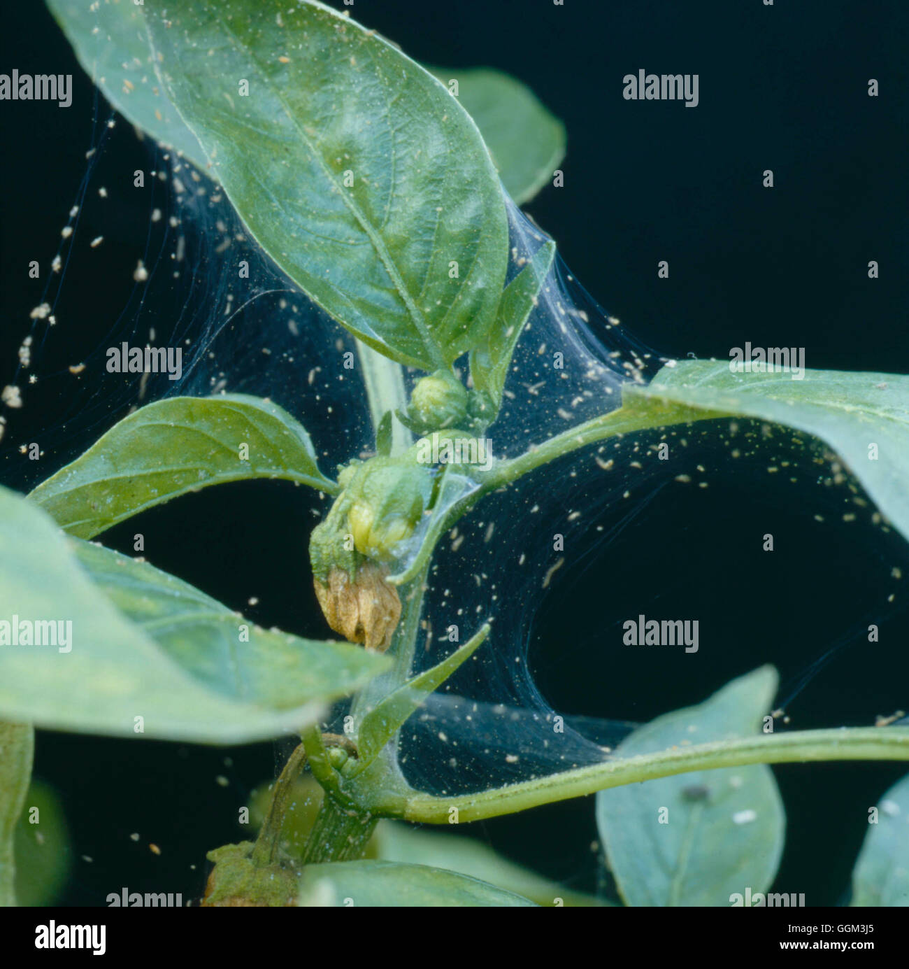 Red spider mite hi-res stock photography and images - Alamy