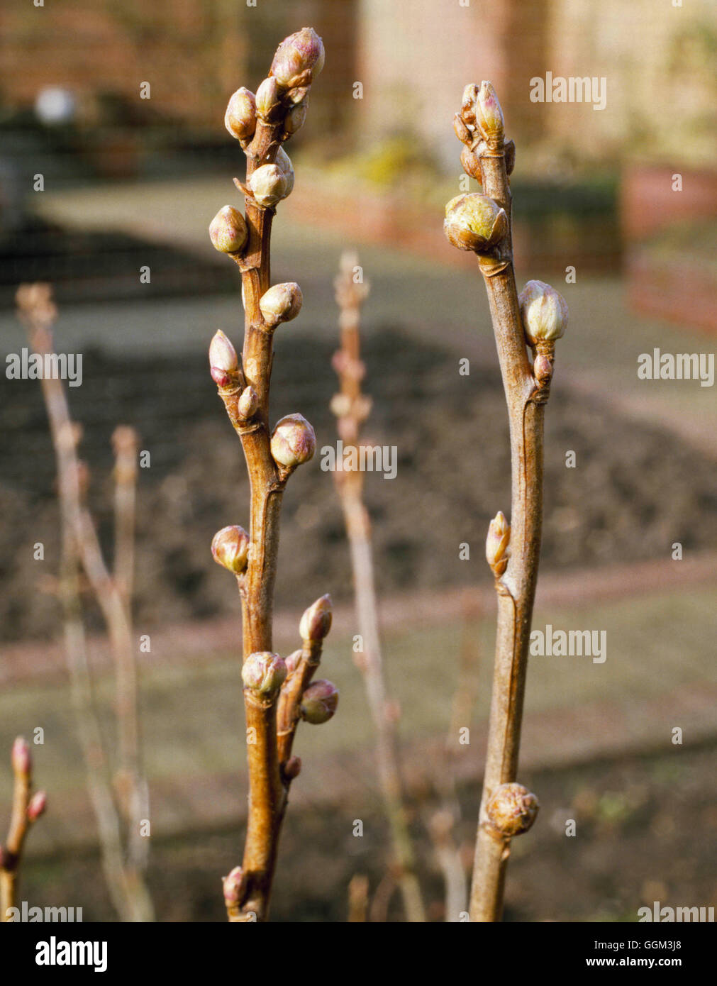 Mite - Black Currant Gall Mite (Cecidophyopsis ribis) causing Big Bud ...
