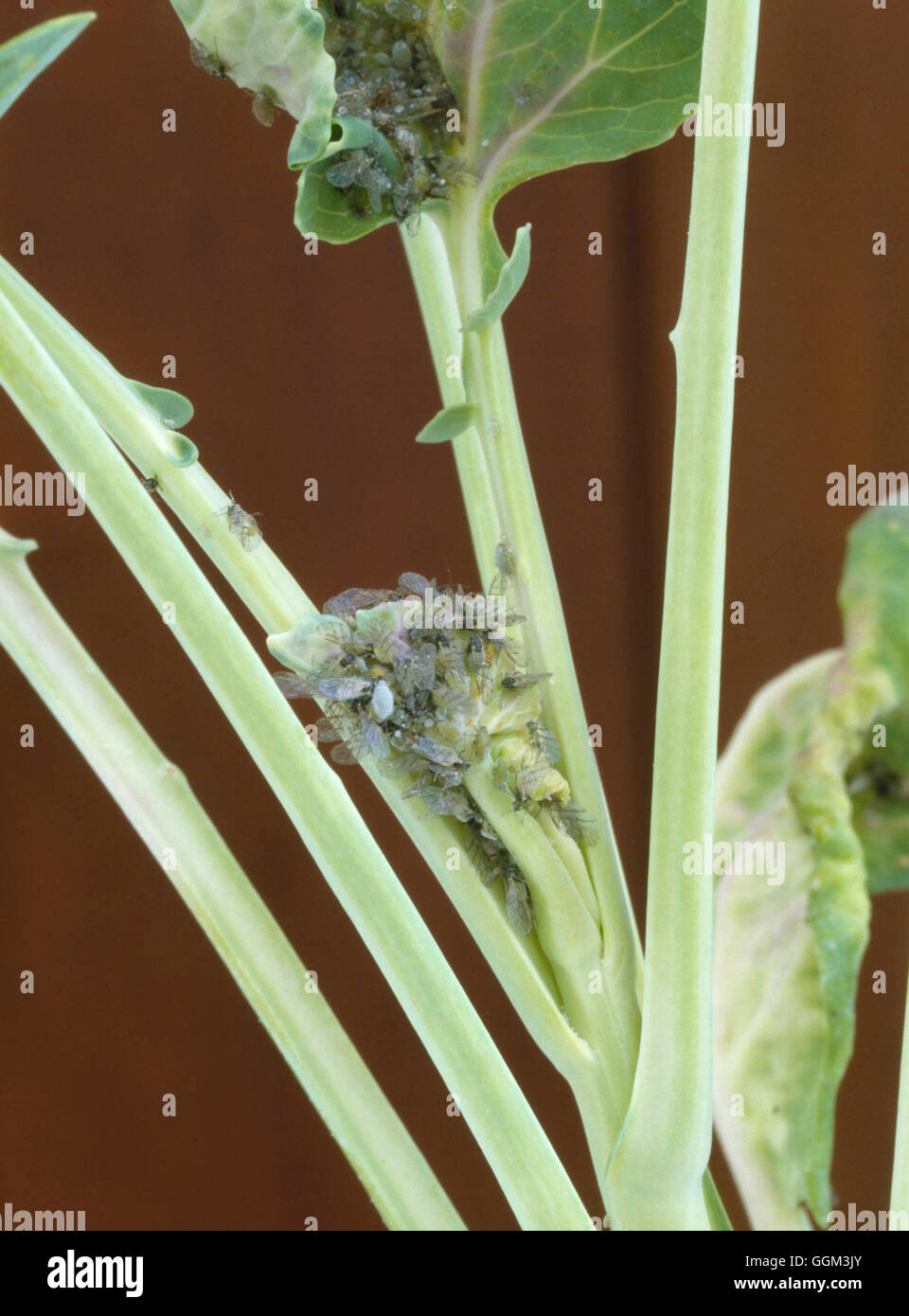 Aphids - Vegetables - on Cauliflower Plants PES063507 Stock Photo - Alamy